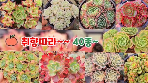 12월3일 ️ 취향따라~~40종~😉다육판매다육식물korean Succulent Plants 多肉植物 특가다육다육농장겨울다육 Youtube