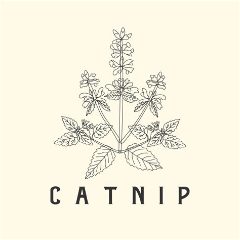 Premium Vector Catnip Line Art Illustration Vector Drawing Engraving Leaf Vintage Medical
