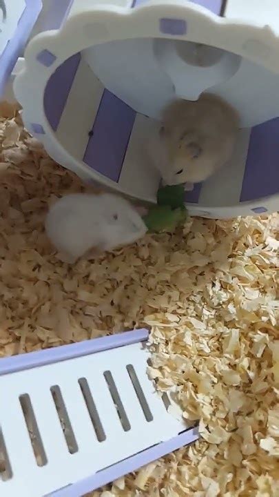 추천추천추천추천추천추천추천추천추천추천 햄토리🐹 Youtube