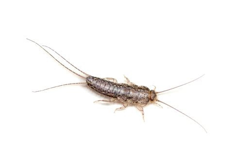 How To Identify Silverfish Aai Pest Control Stockton Ca
