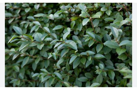 15 Types Of Privet Shrubs Identification Guide