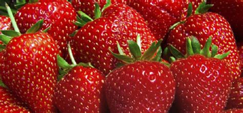 Одличен бизнис Одгледување на органски јагоди Skopjeinfo Mk