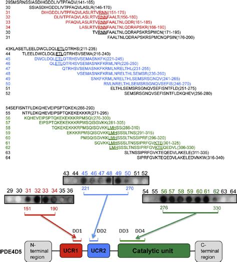 Delineation Of Pde4d5 Dimerization Sites By Peptide Array An Download Scientific Diagram