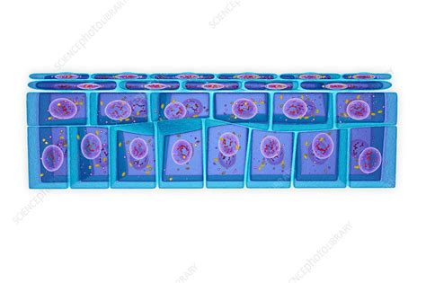 Stratified Squamous Epithelium Illustration Stock Image F Science Photo Library