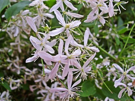Sweet Autum Clematis Clematis Virginiana Vbherblady Flickr