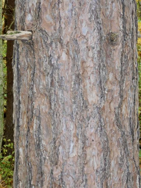 Red Pine Tree State Tree Of Minnesota