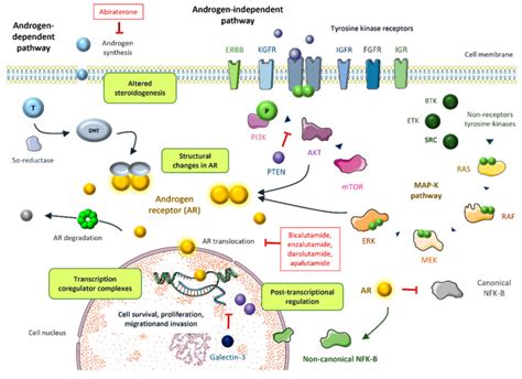 Androgen Receptor Signaling Inhibition In Advanced Castration Resistance Prostate Cancer What