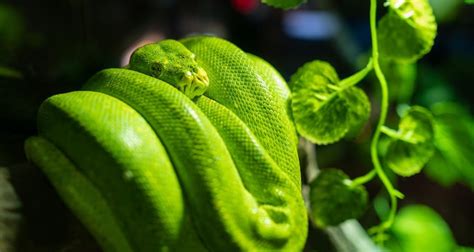 Premium Photo Python Snake Dangerous Animal Wildlife
