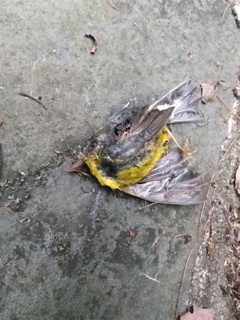 A Decomposing Bird Rmorbidlybeautiful