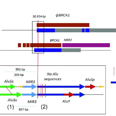 Classification Of Lgr Affecting The 5 Region Of Brca1 And Exons 1 And 2