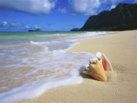 🔥 40 Shells On The Beach Wallpapers Wallpapersafari