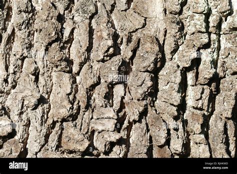 Brown Tree Bark Wooden Texture Background Picture Stock Photo Alamy