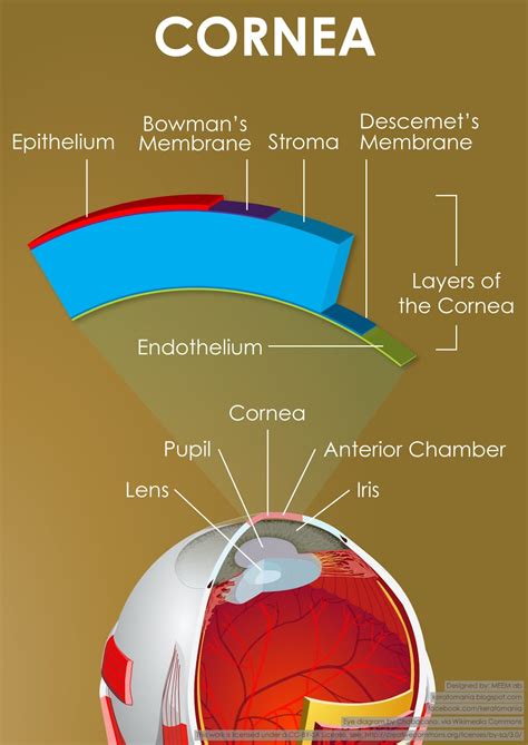 Cornea Diagram