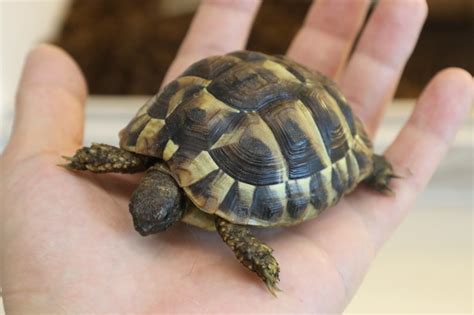 육지거북이키우기 수명과 사육장 그리고 필요용품은 네이버 블로그