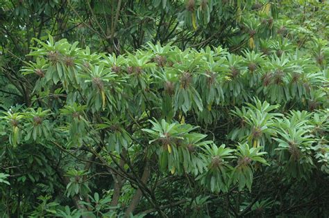 Daphniphyllum Macropodum Keeping It Green Nursery