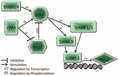 Proposed Regulation Of Msx2 Via Bmp Receptor Mediated Pr Signaling