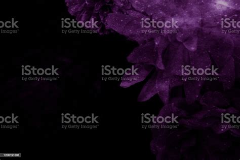 검은 배경과 파란색 그래픽 꽃 프레임과 분홍색 잎 질감 보라색 배경 화려한 그래픽 배너 행복 발렌타인 데이에 아름다운 추상 적 색 파란색 핑크와 보라색 꽃 그래픽 그래픽 0