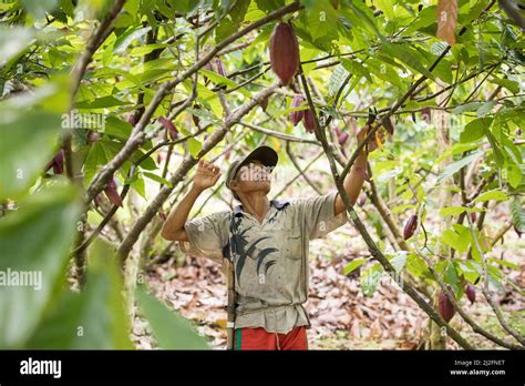Male Cocoa Farmer Harvesting And Pruning His Cocoa Trees And Pods In Mamuju Regency Sulawesi