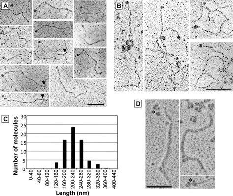 Collagen Xv Molecules Examined By Rotary Shadowing Transmission Download Scientific Diagram