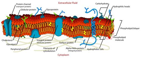 Egg Cell Structure Types Functions Biology Notes Online