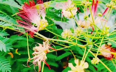 合欢花种子怎么种植 蜜源植物 酷蜜蜂