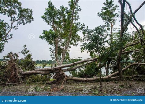 The Tree Was Destroyed By The Storm S Intensity Stock Photo Image Of Otto Black 255777098