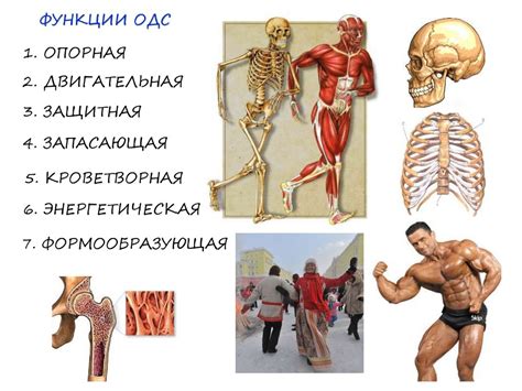 Опорно двигательная система Строение состав и типы соединения костей презентация онлайн