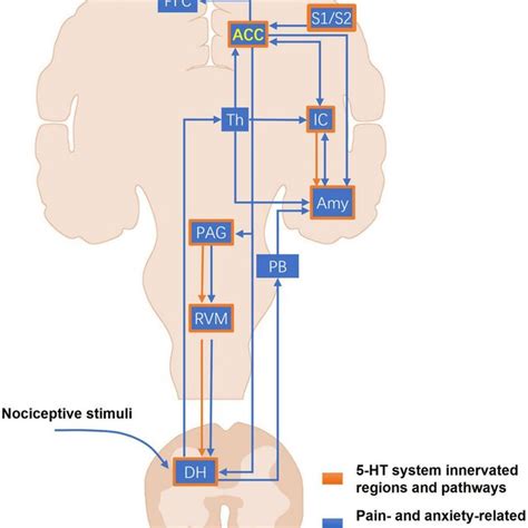 The Bidirectional Regulation Of Synaptic Transmission Mediated By