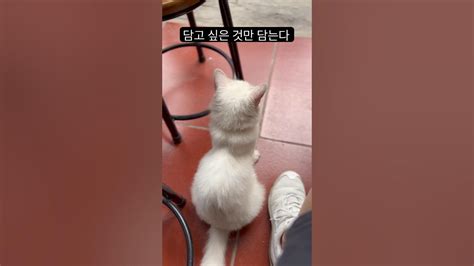 여행가서 남의 고양이만 찍다 온 집사😾 예쁘게 생긴 고양이라 봐줌 ㅋ 기찻길카페 Coffee70 커피냥이 고양이 고양이일기 Shortvideo Cat 하노이여행