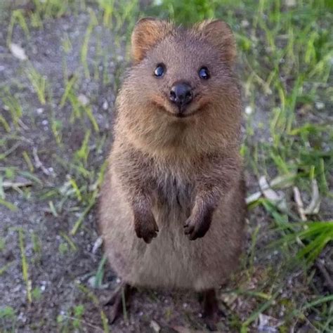 Quokkas And Cute Animals On Instagram Adorable Wildlife Moments