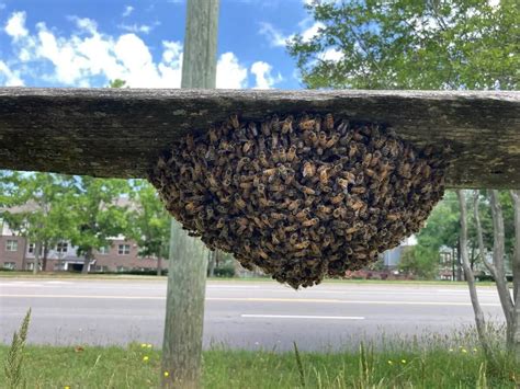 Swarming Bees