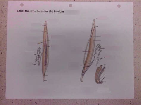 Phylum Nematoda Page 2 Diagram Quizlet