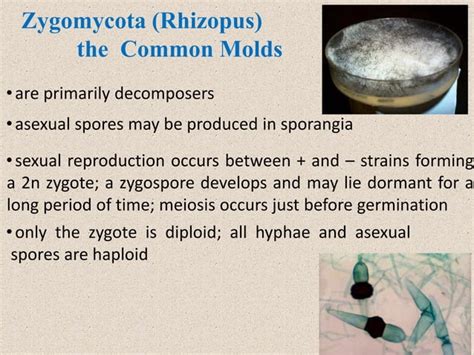 Rhizopus Pptx Biological Sciences Science