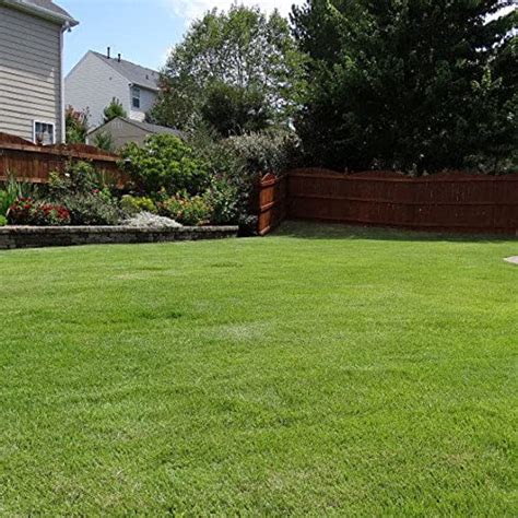 I Tested The Incredible Results Of Emerald Zoysia Grass Seed Heres