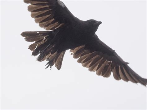 Crow Nesting Behaviour The Urban Nature Enthusiast