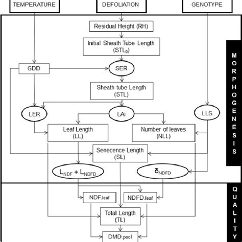 Process Flow Diagram Of The Model Boxes And Ovals Represent State Download Scientific Diagram