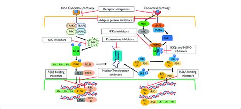 Pathways And Inhibitors For Nf κb Activation These Signaling Cascades Download Scientific