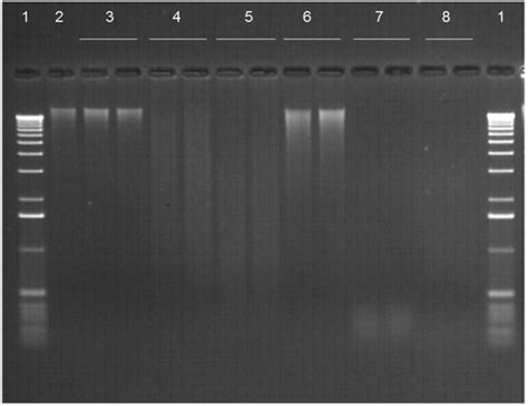 Assessment Of Dna Encapsulation A New Room Temperature Dna Storage
