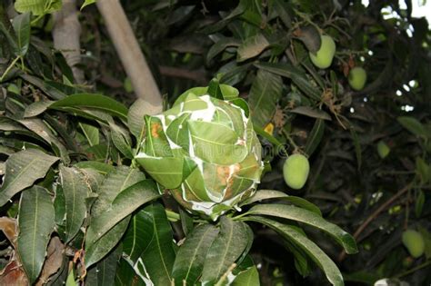 Asian Weaver Ant Oecophylla Smaragdina Nest On A Tree Pix Sanjiv