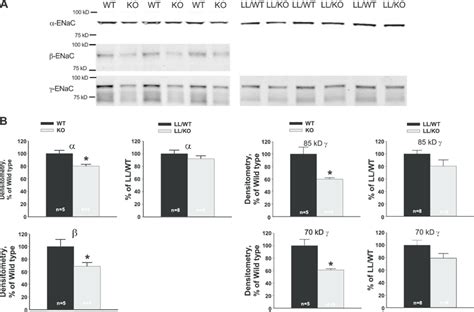 Pendrin Gene Ablation Reduces Enac Subunit Abundance More In Mice