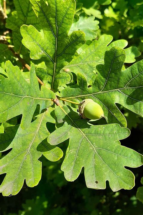 How To Identify 23 Oak Trees Species Gardeners Path