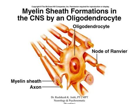 Neuron Overview Of Nervous System PPT
