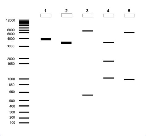 What Are The Actual Sizes Of The Dna Fragments