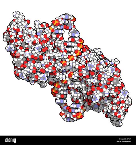 Nf Kb Nuclear Factor Kappa Light Chain Enhancer Of Activated B Cells Protein Complex Plays A