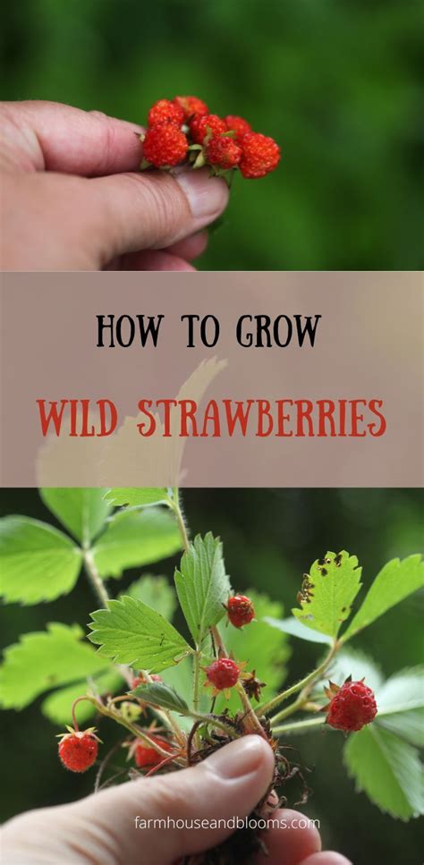 How To Grow Wild Strawberries Artofit