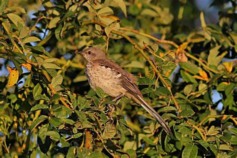 Northern Mockingbird Juvenile Photograph By Linda Crockett Fine Art America