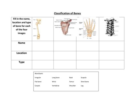 Gcse Pe Classification Of Bones Worksheet Teaching Resources