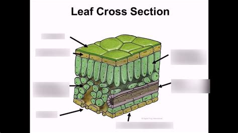 Cross Section Of A Leaf Diagram Quizlet
