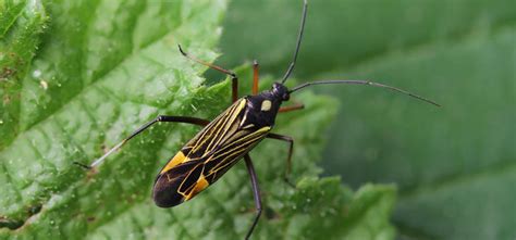 Mirid Bug Pest Identification For Vegetable Gardens