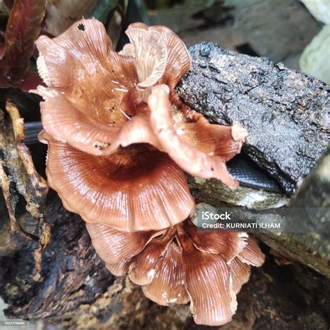 Ganoderma Spp Fungus Including Wood Fungus Species From Genus Ganoderma